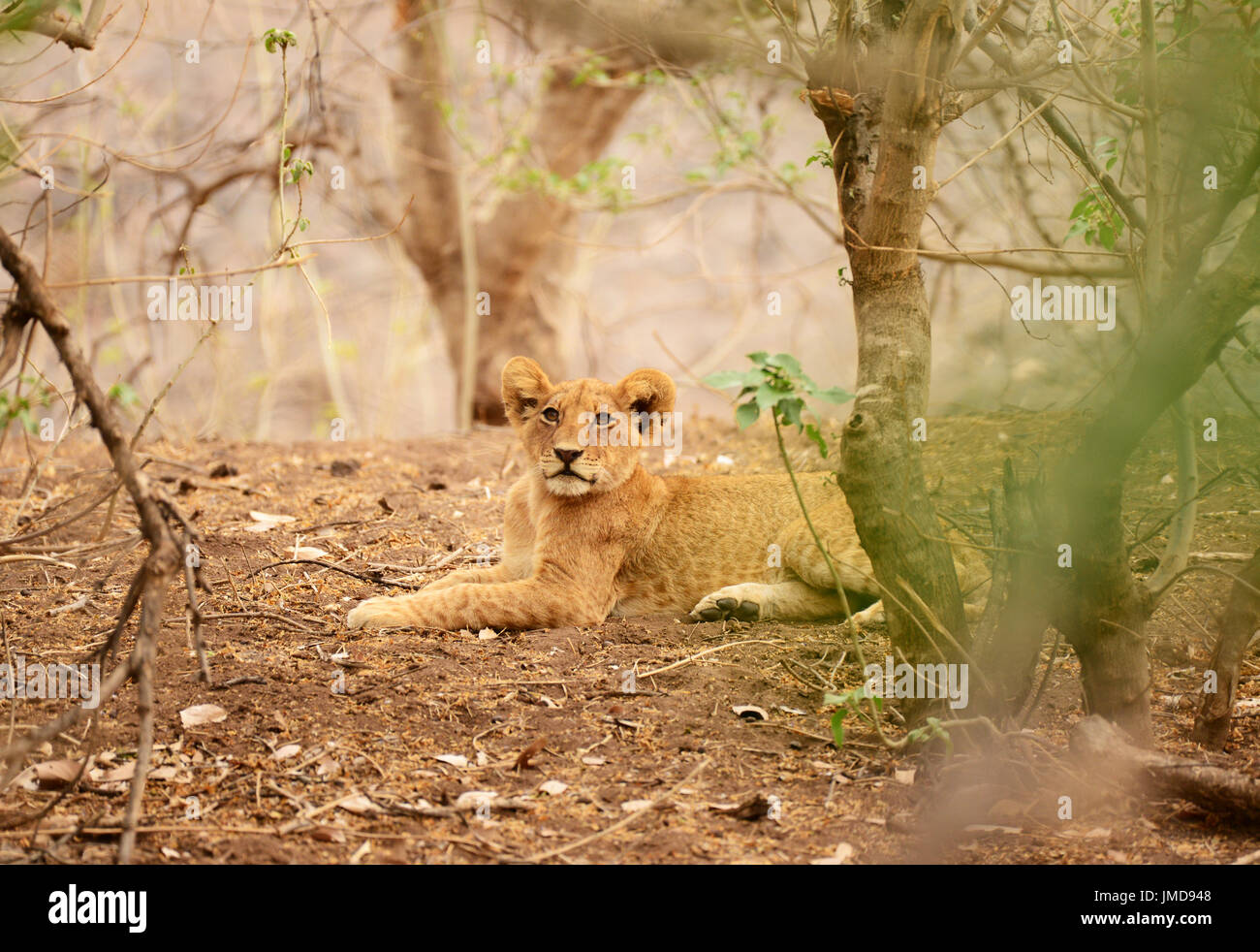 Mashatu Game Reserve Stock Photo - Alamy