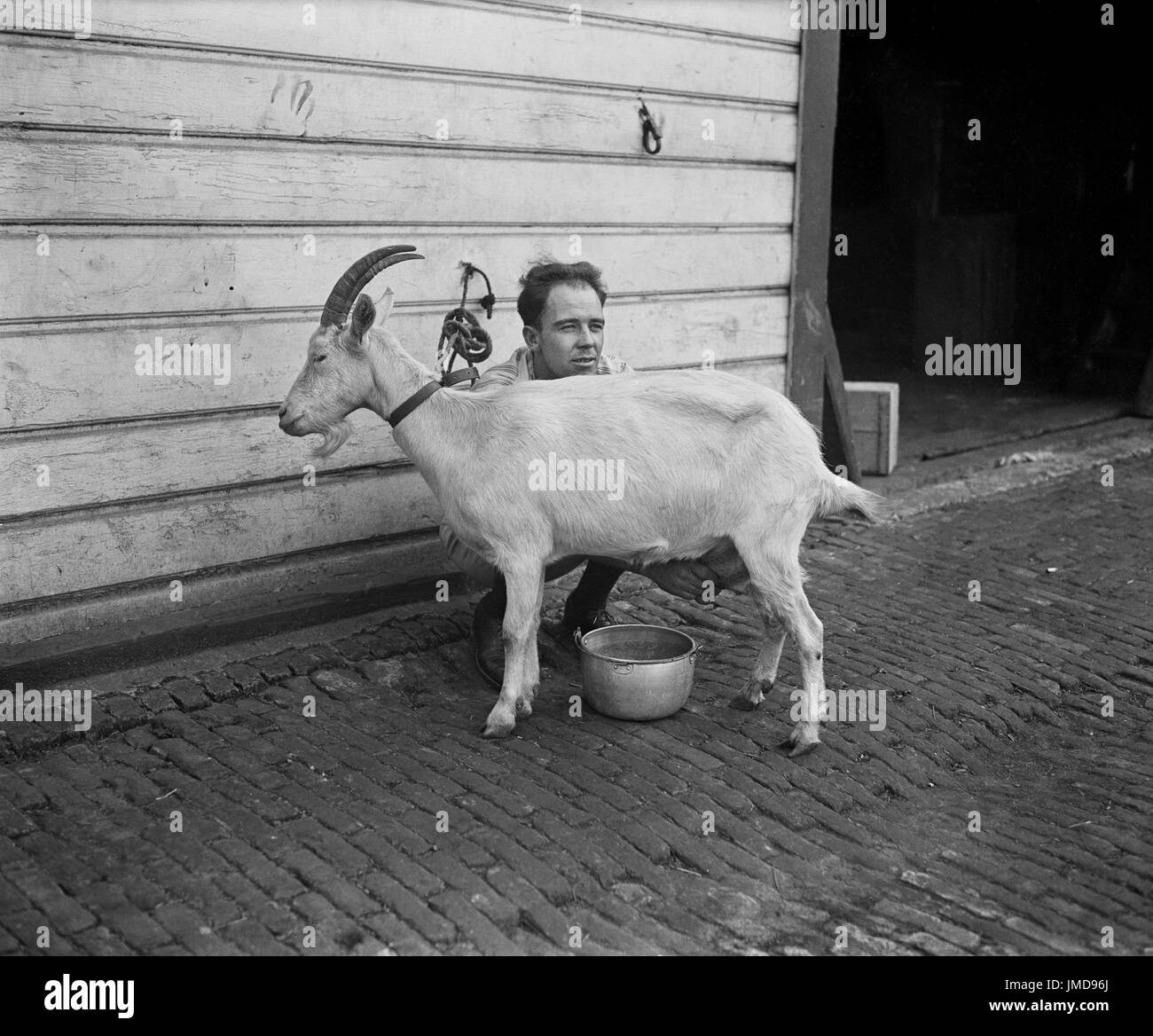 Milking goat Black and White Stock Photos & Images - Alamy