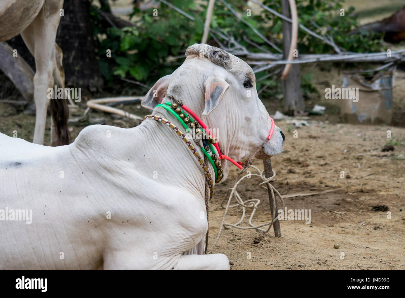 The animal resting Stock Photo - Alamy