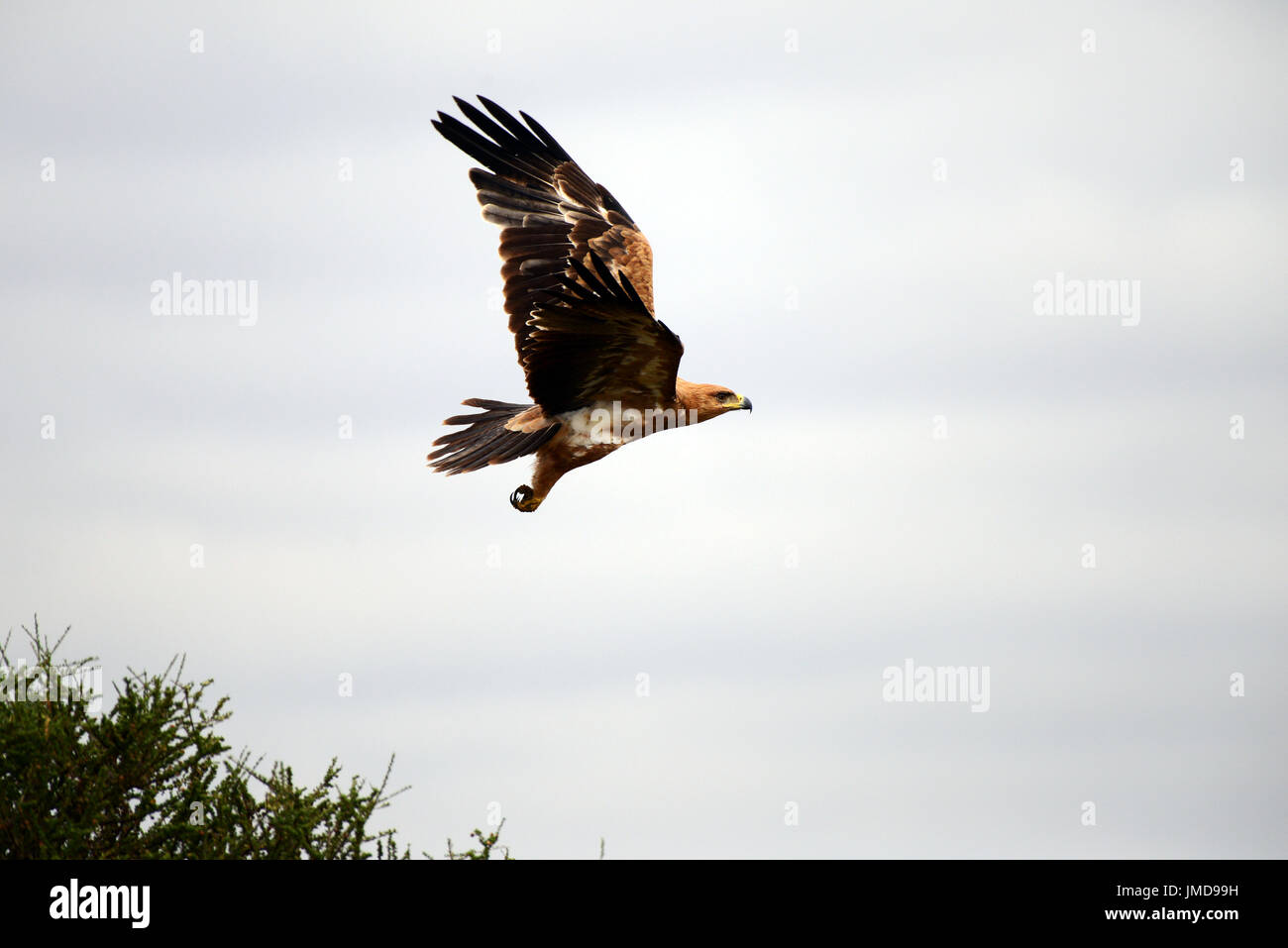 Mashatu Game Reserve Stock Photo - Alamy