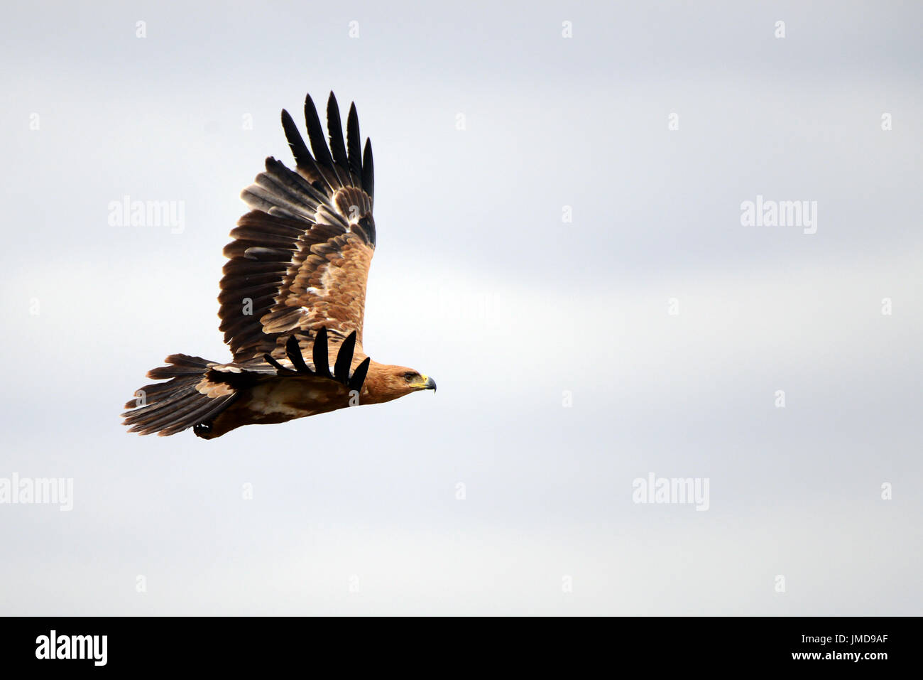 Mashatu Game Reserve Stock Photo - Alamy