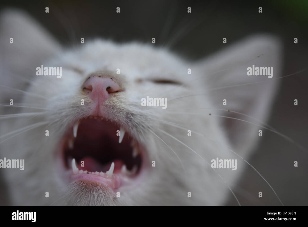 The Angry Cat Stock Photo - Alamy