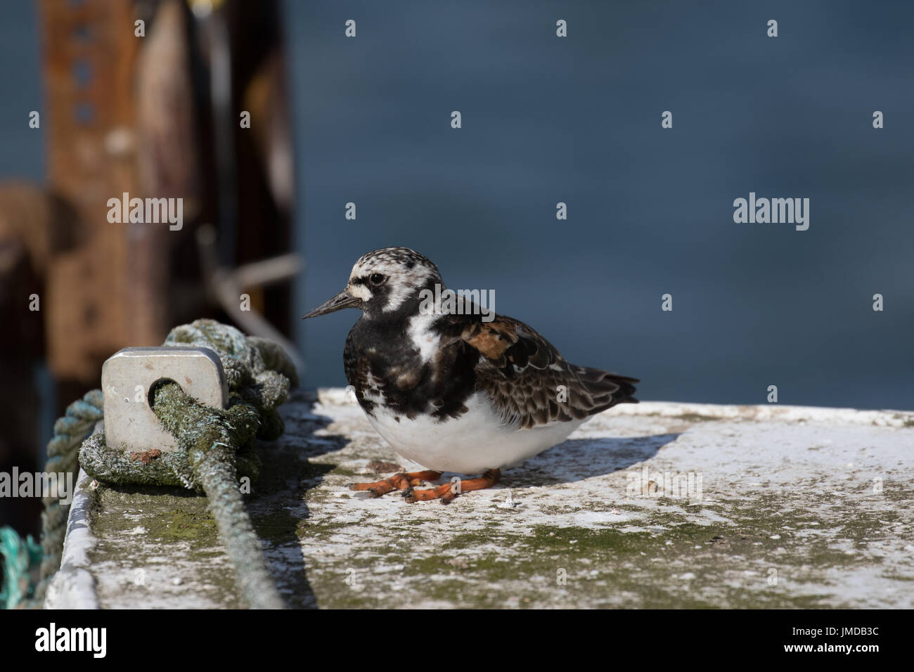 Turnstone summer plumage hi-res stock photography and images - Alamy