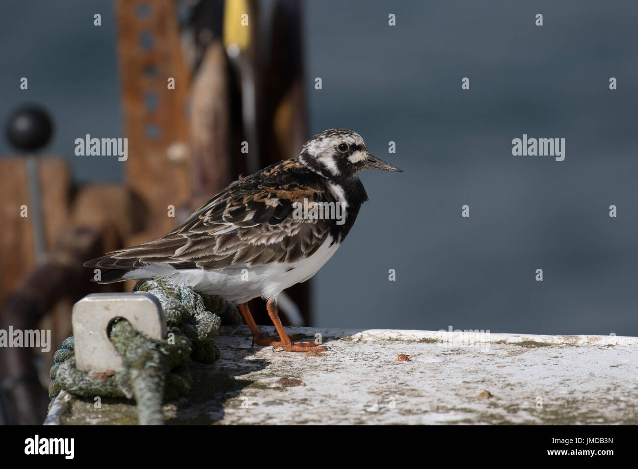 Turnstone summer plumage hi-res stock photography and images - Alamy