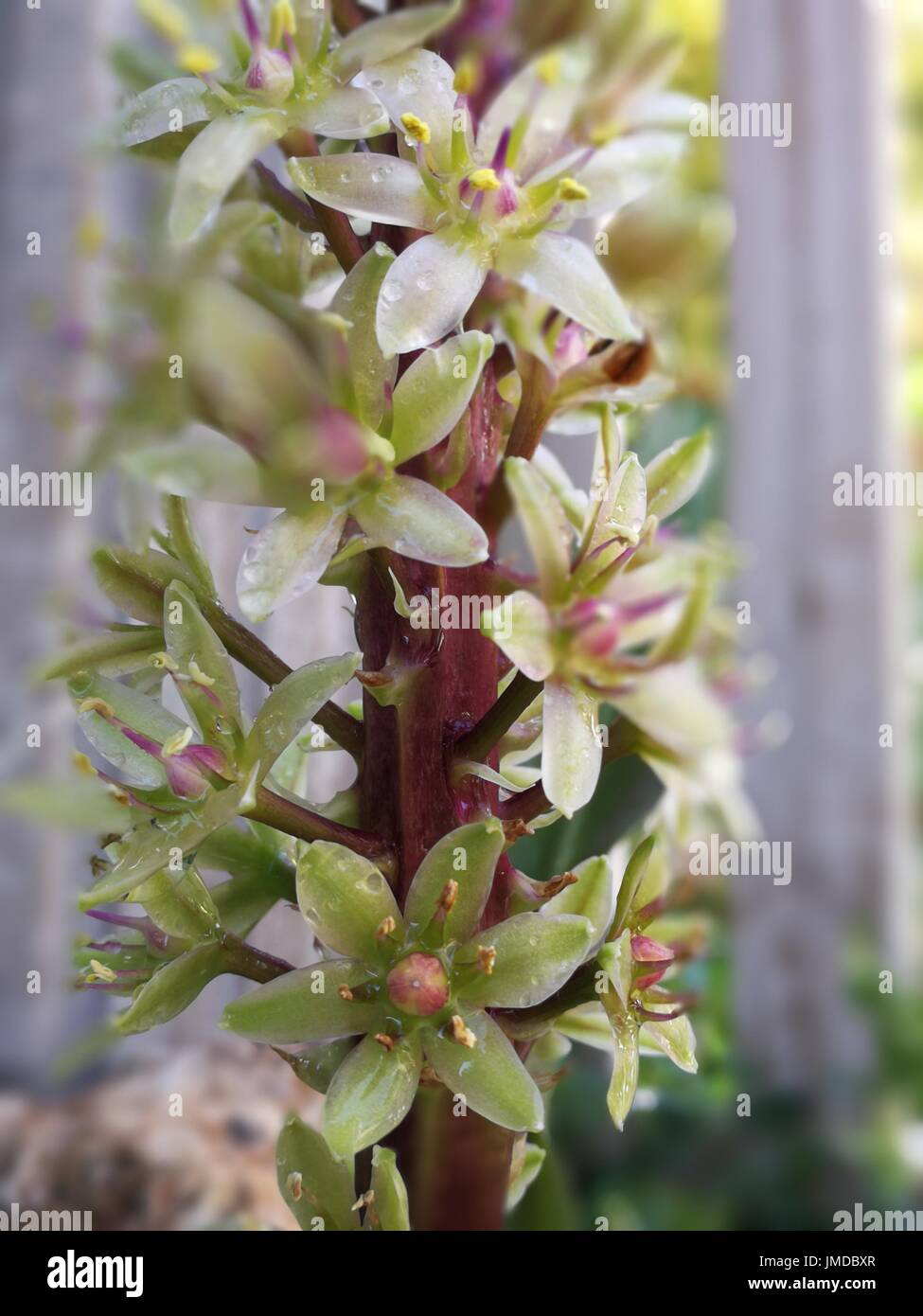 Natural flowers column Stock Photo - Alamy
