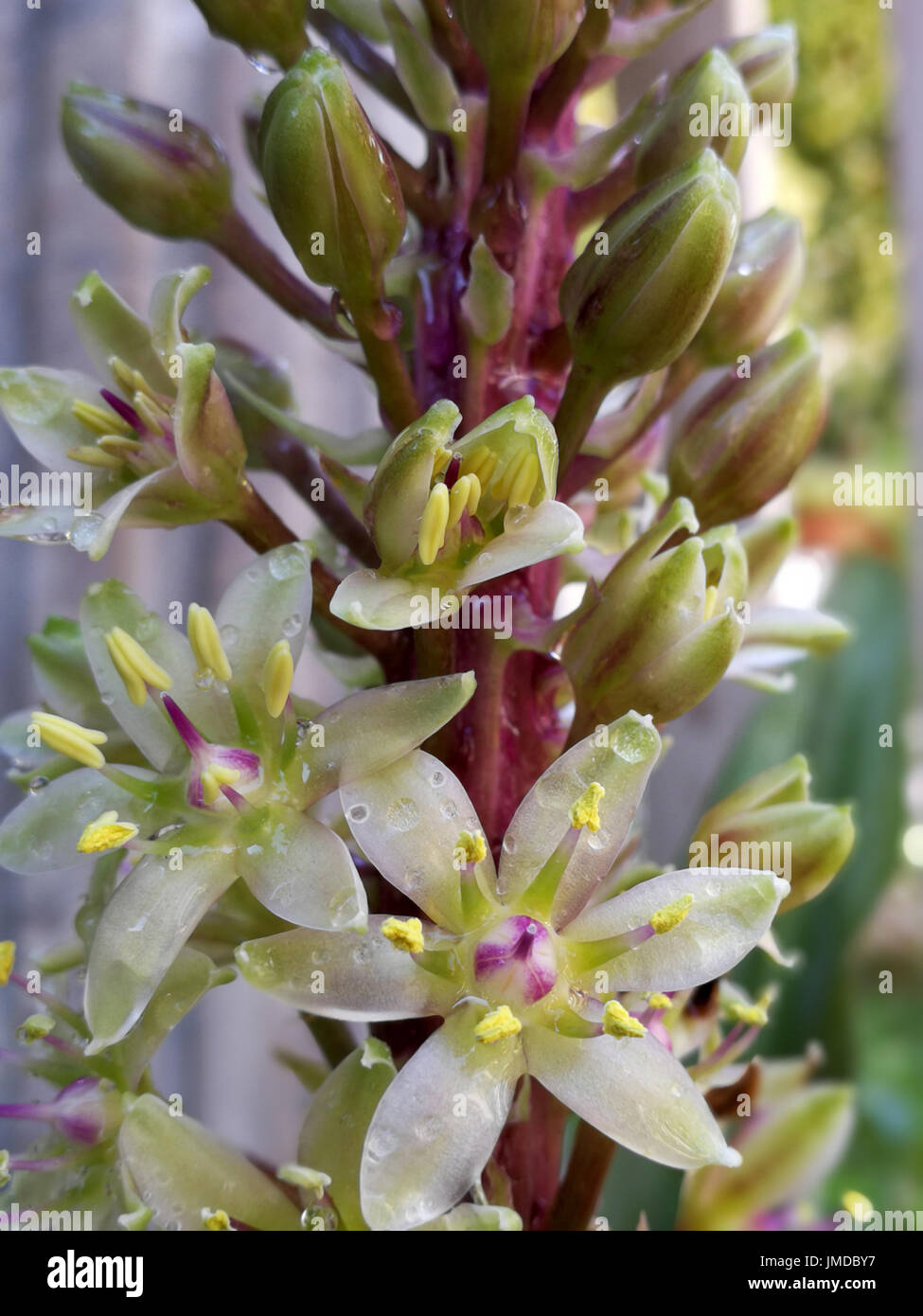 Natural flowers column Stock Photo - Alamy
