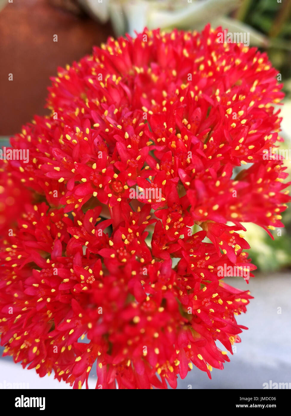 Massive succulent hi-res stock photography and images - Alamy