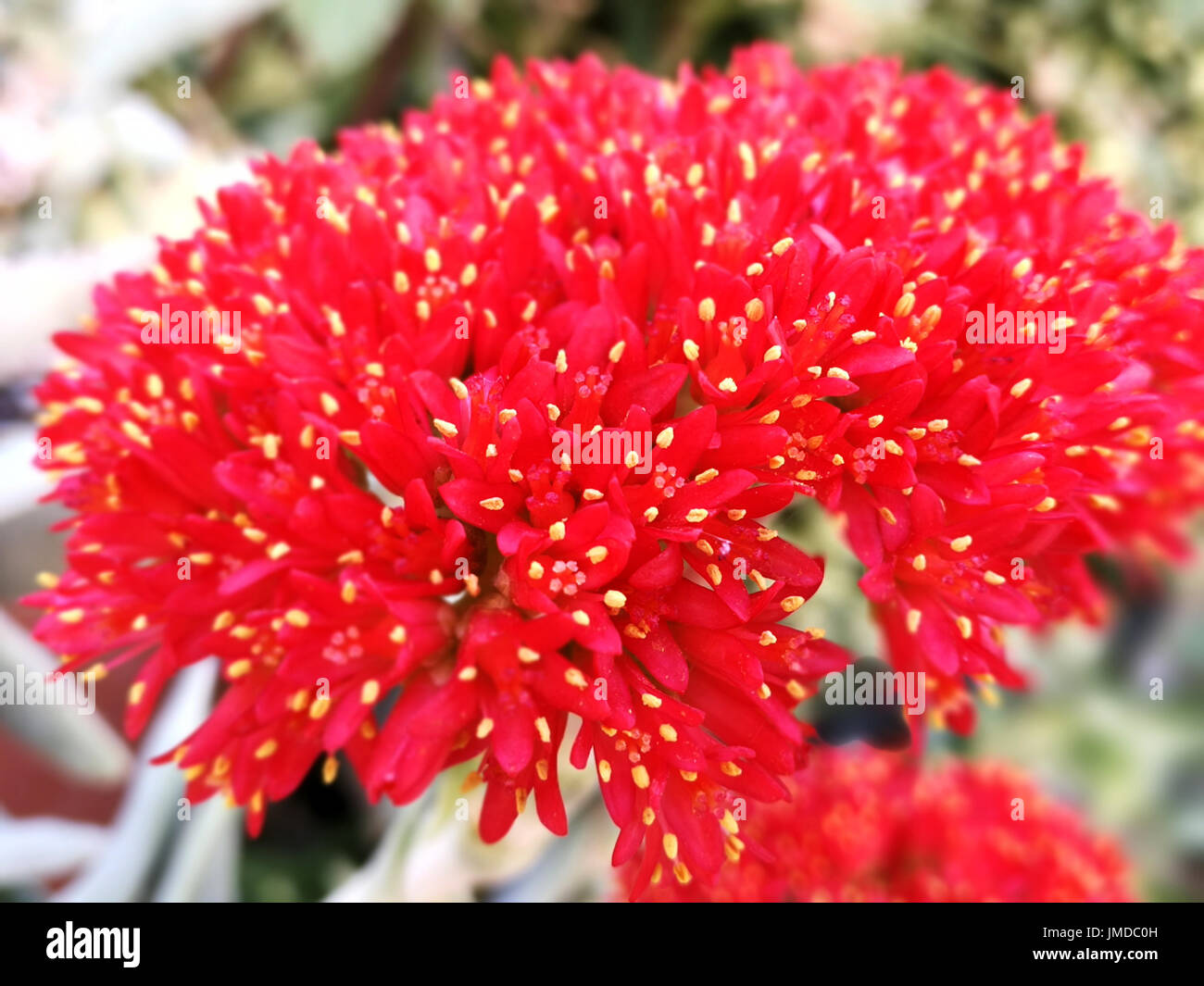 Massive succulent hi-res stock photography and images - Alamy