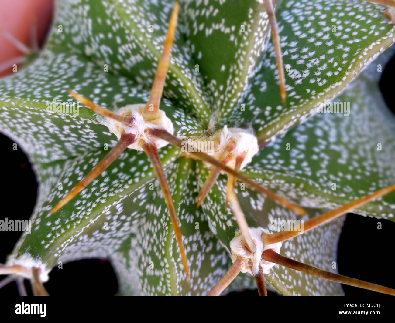 star cactus with spines Stock Photo - Alamy
