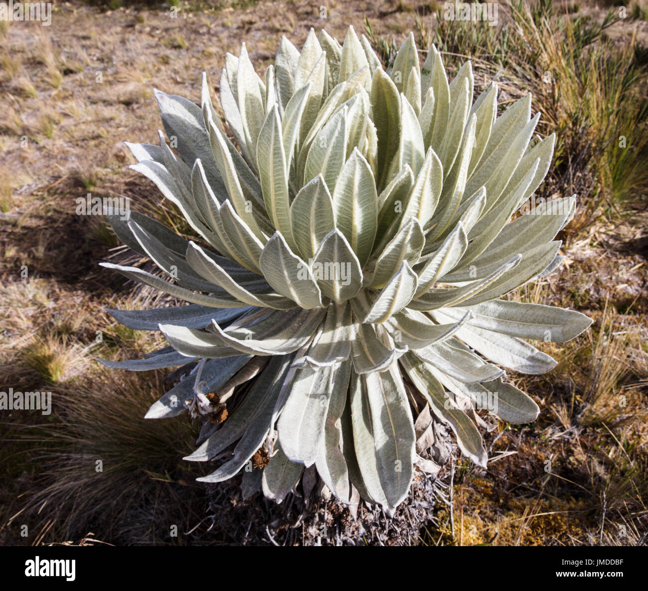 Frailejones hi-res stock photography and images - Alamy