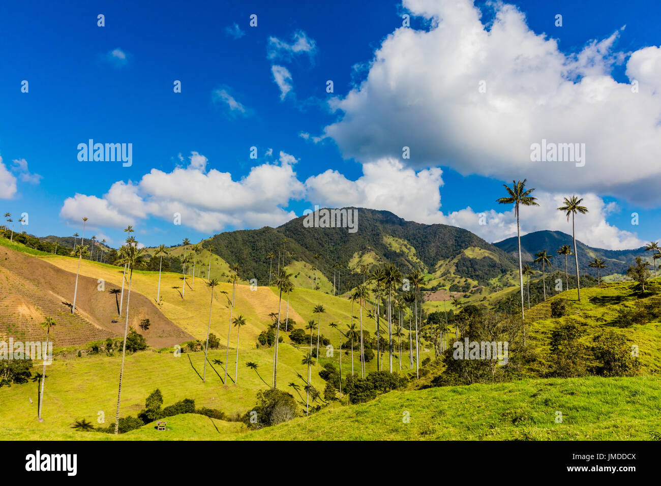 Bosque De Palma De Cera La Samaria near San Felix near Salamina Caldas ...
