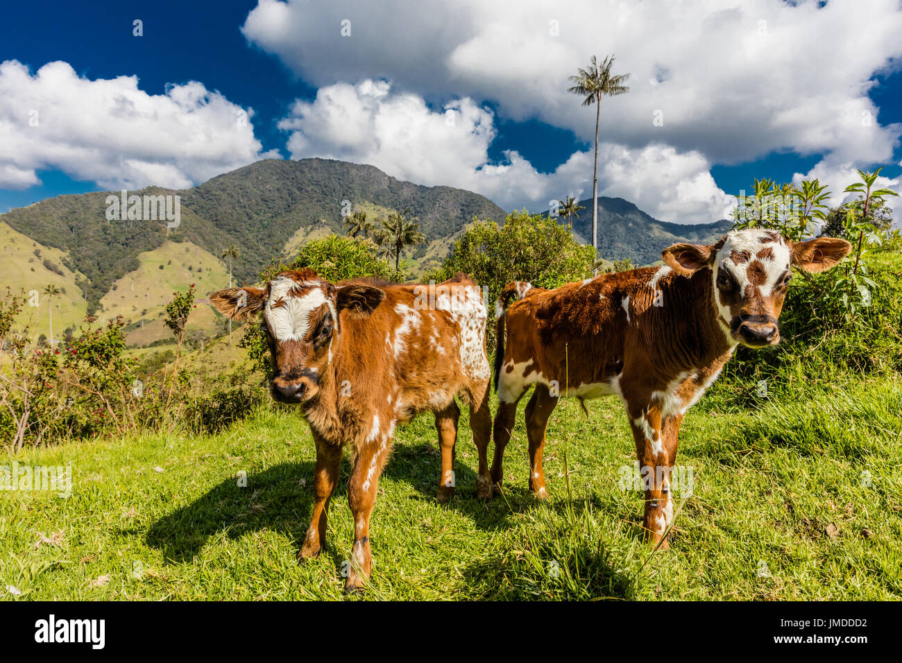 Bosque De Palma De Cera La Samaria near San Felix near Salamina Caldas ...