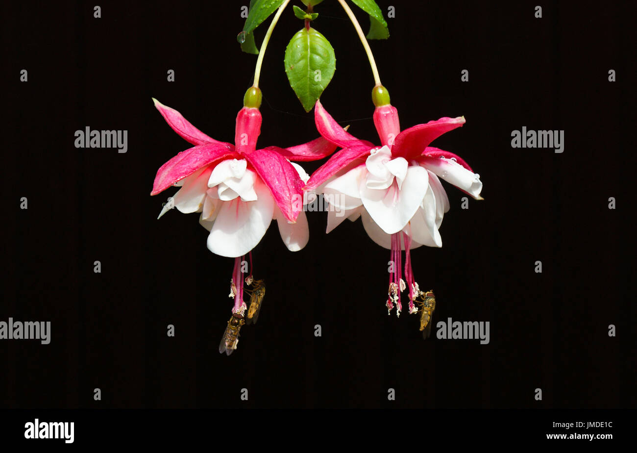 Pollination of fuchsia by flies Stock Photo - Alamy