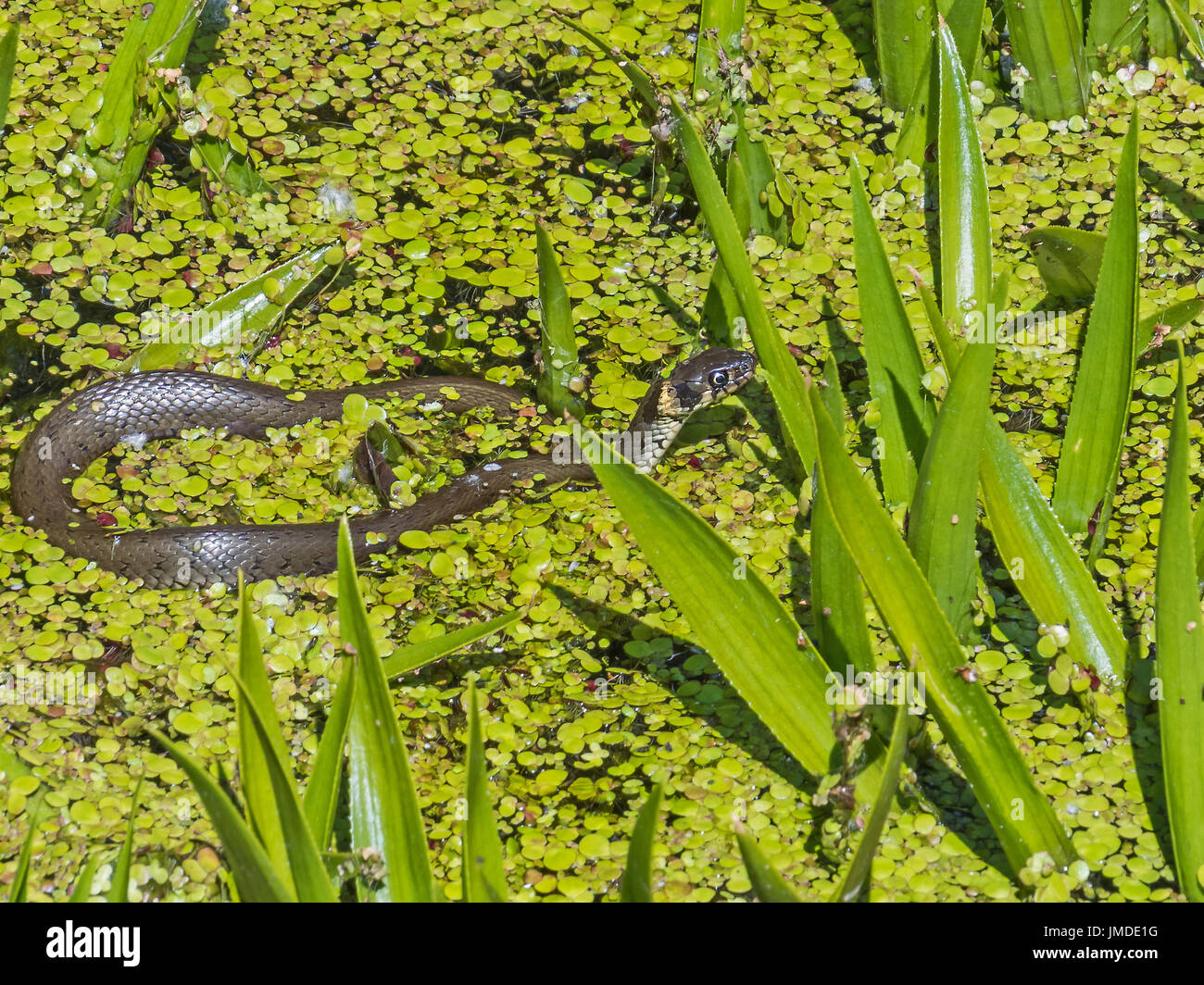Jung snake of family Colubridae in a swamp in surroundings of Berlin ...