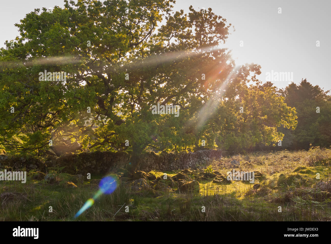 Sunset through the trees Stock Photo - Alamy