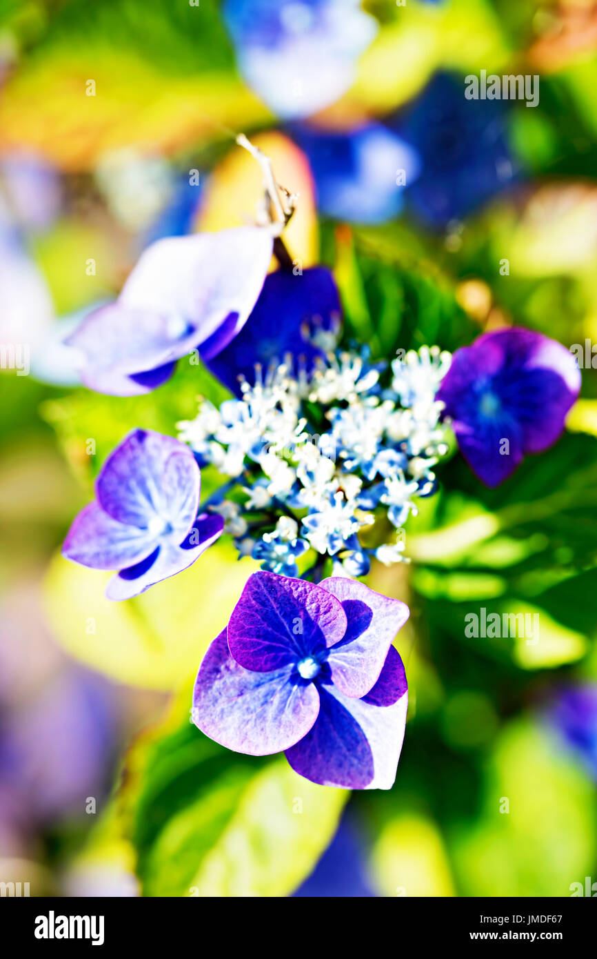 Hydrangea crown hi-res stock photography and images - Alamy