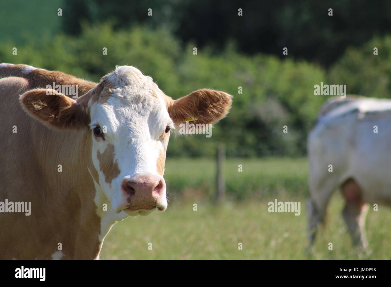 Simmental cow head Stock Photo - Alamy