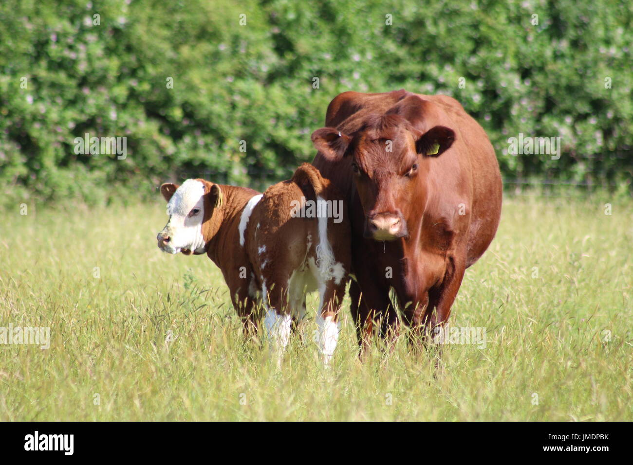 Red and roan shorthorn hi-res stock photography and images - Alamy
