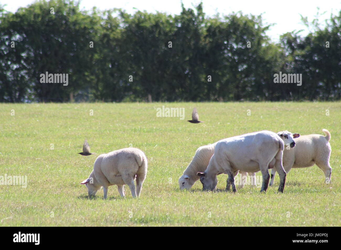 Flying sheep hi-res stock photography and images - Alamy