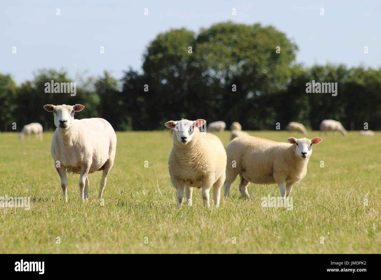 Texel cross ewes and lambs on grass Stock Photo - Alamy