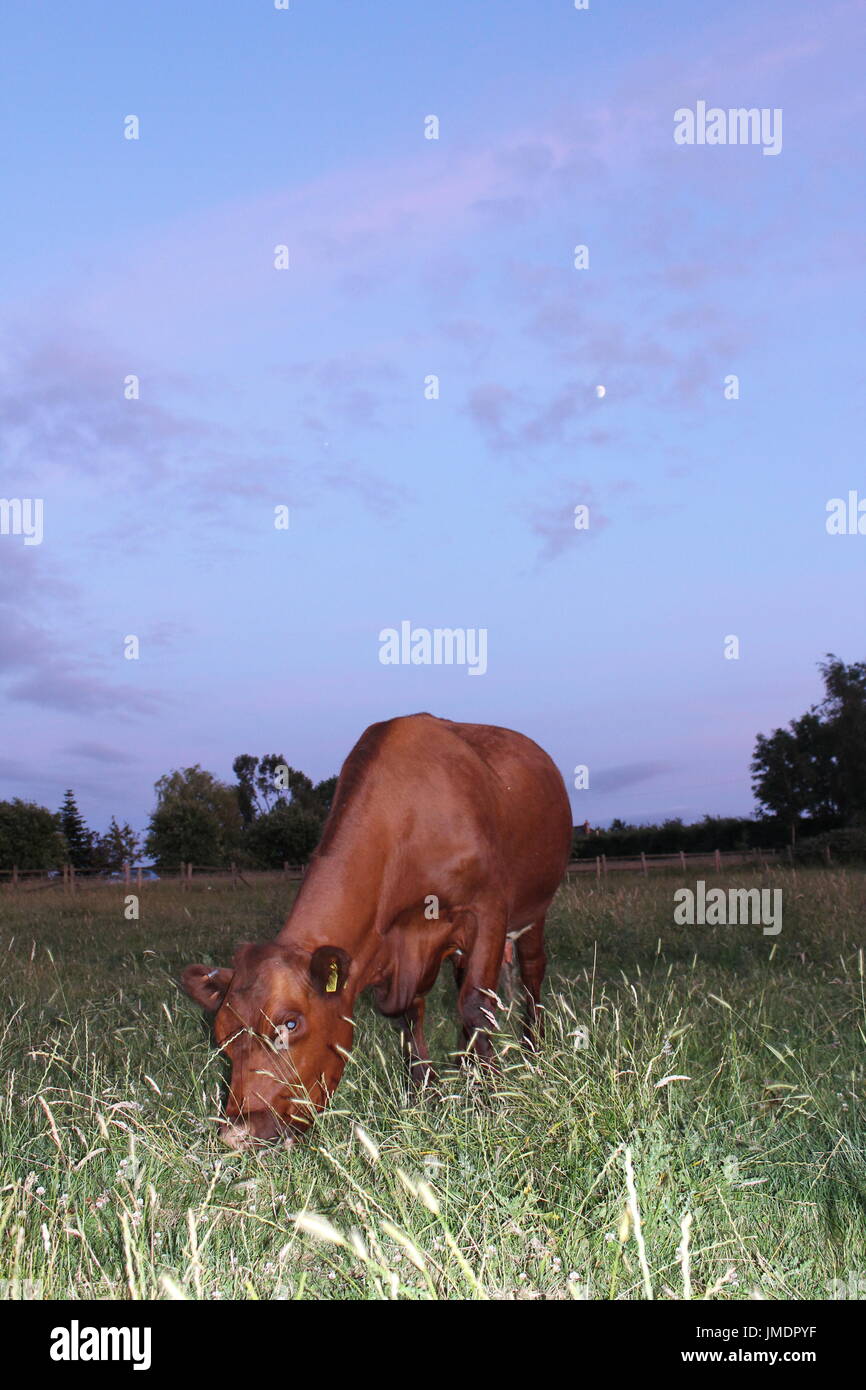 Roan shorthorn hi-res stock photography and images - Alamy