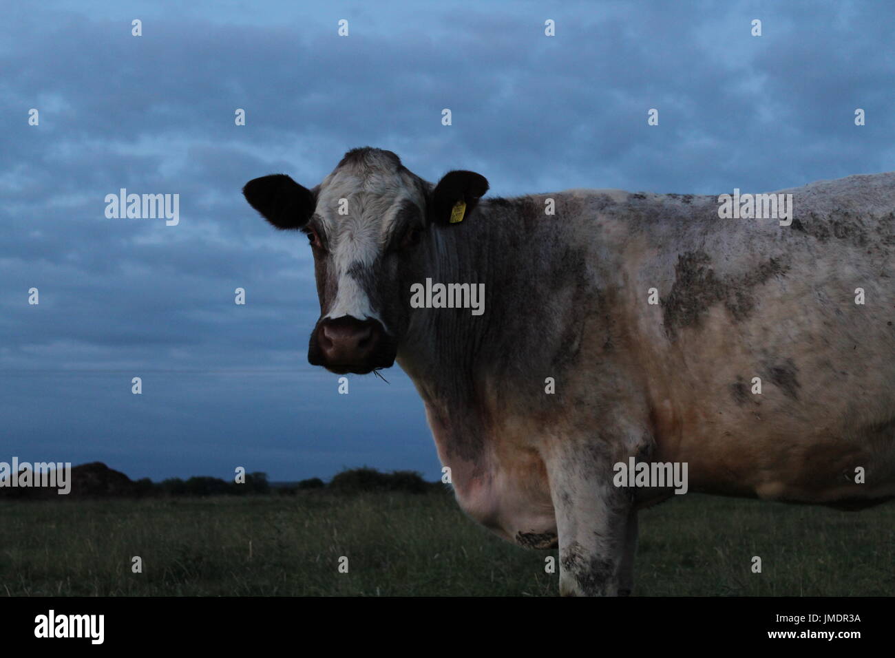 Shorthorn cows hi-res stock photography and images - Alamy