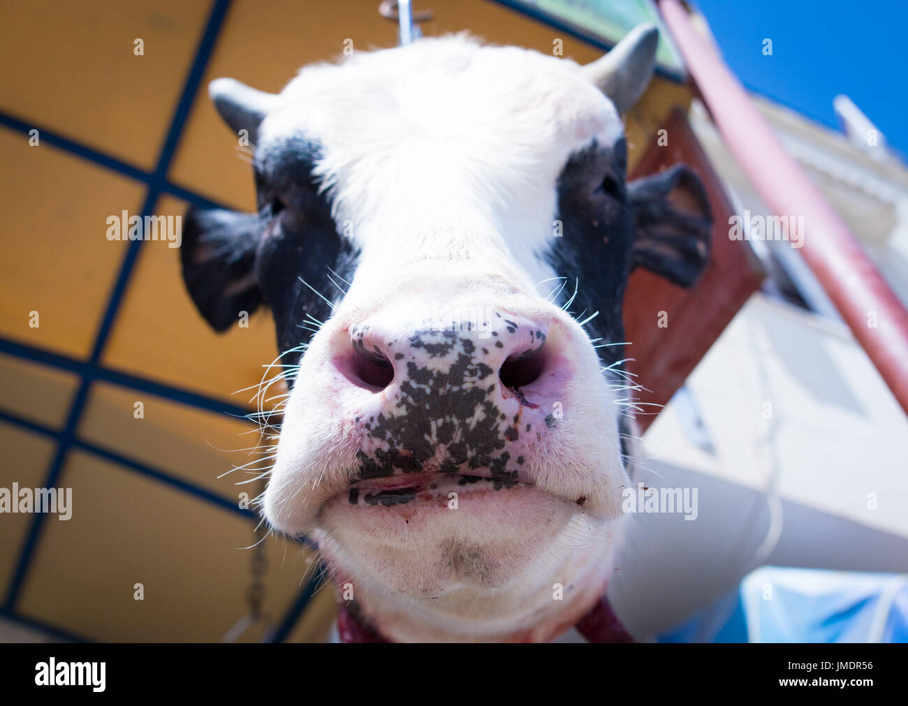 Cow head vintage High Resolution Stock Photography and Images - Alamy