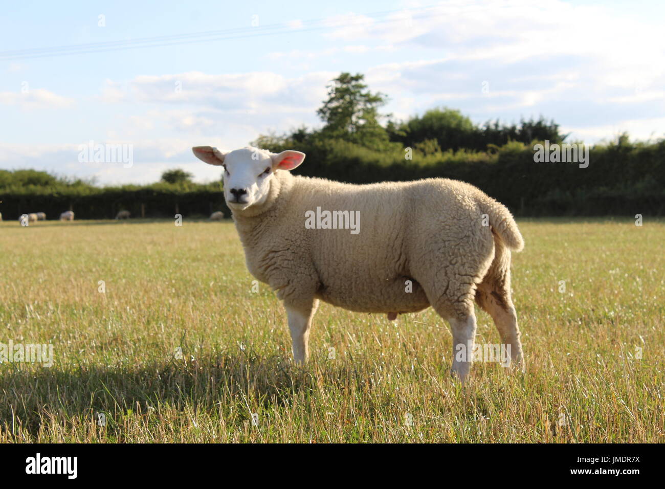 fat lambs in the sunshine Stock Photo - Alamy