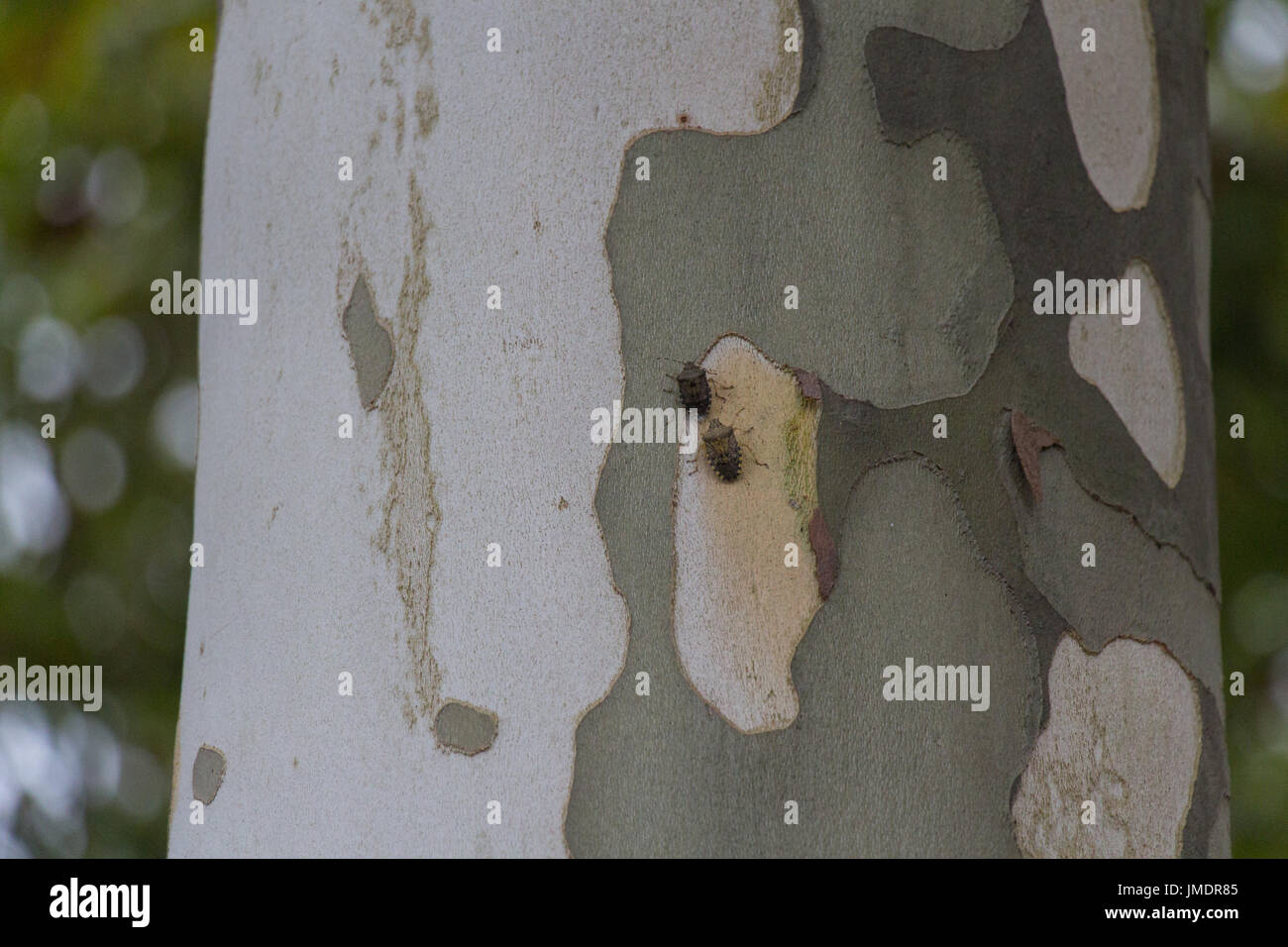 The view of two brown marmorated stink bug on a tree Stock Photo - Alamy