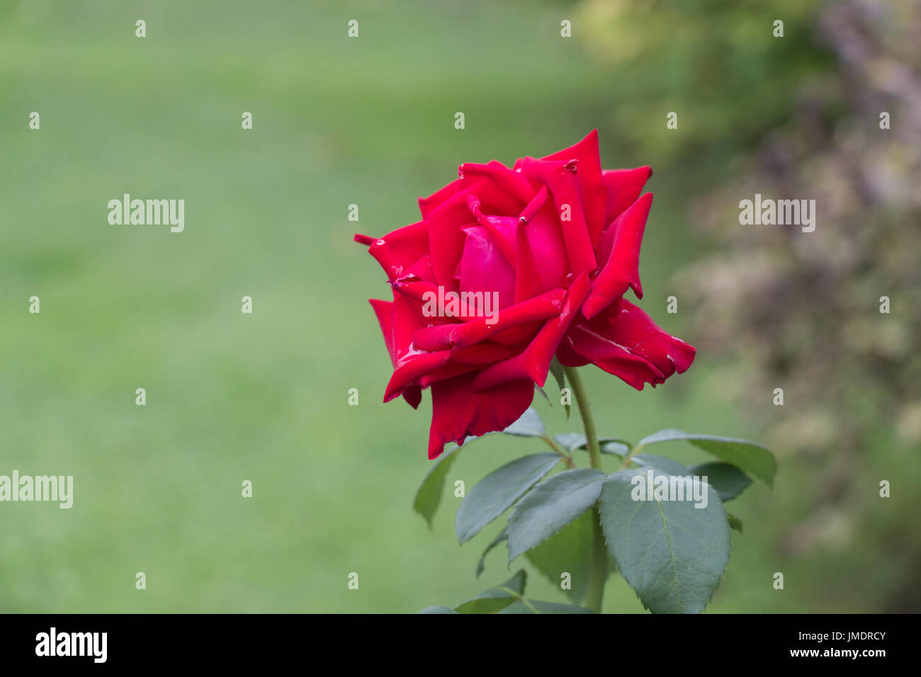Blooming rose in a garden Stock Photo - Alamy