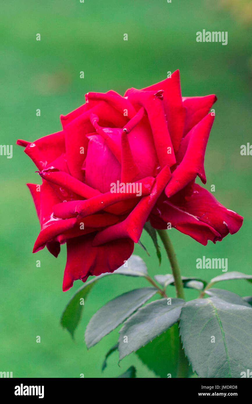 Blooming rose in a garden Stock Photo - Alamy