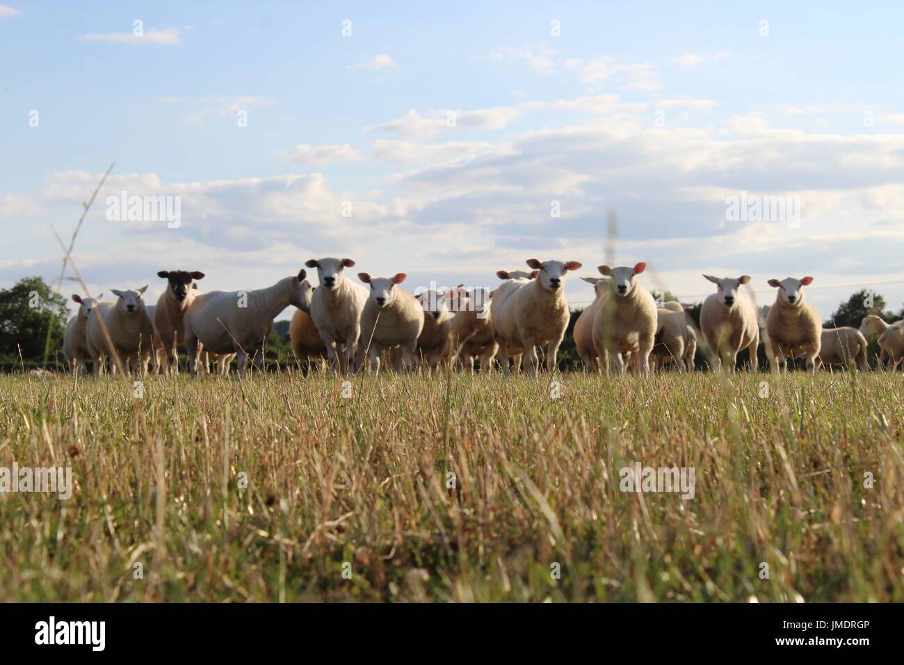 British texel sheep hi-res stock photography and images - Alamy