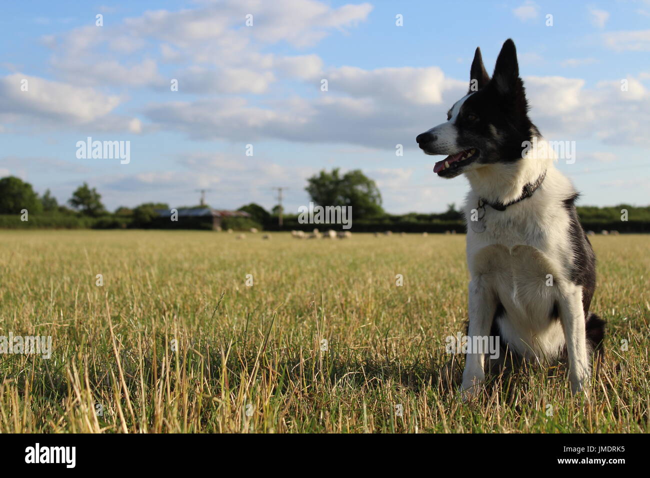 sheep dog and sheep Stock Photo - Alamy