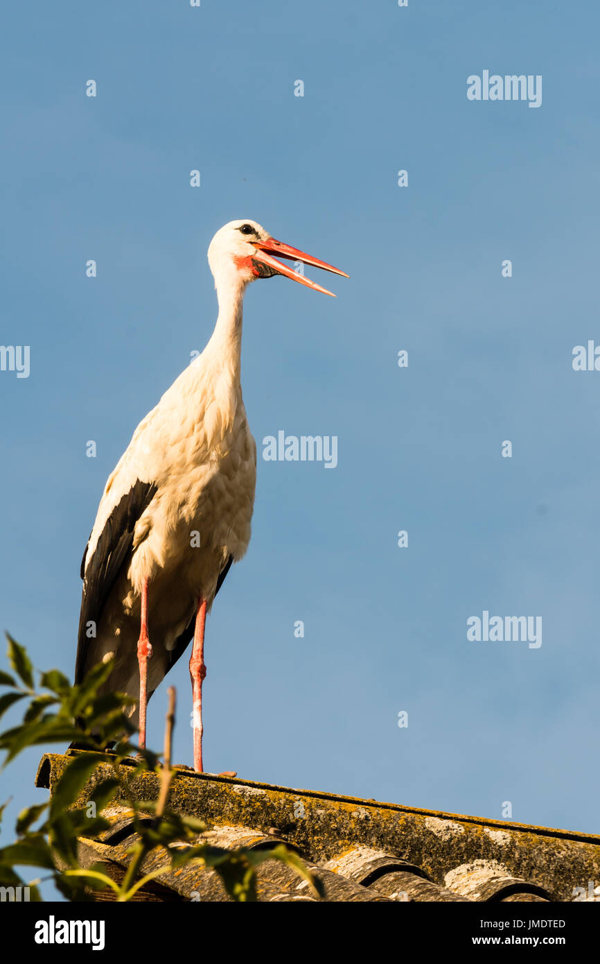Beautiful stork sitting on the roof of the house and looking around ...