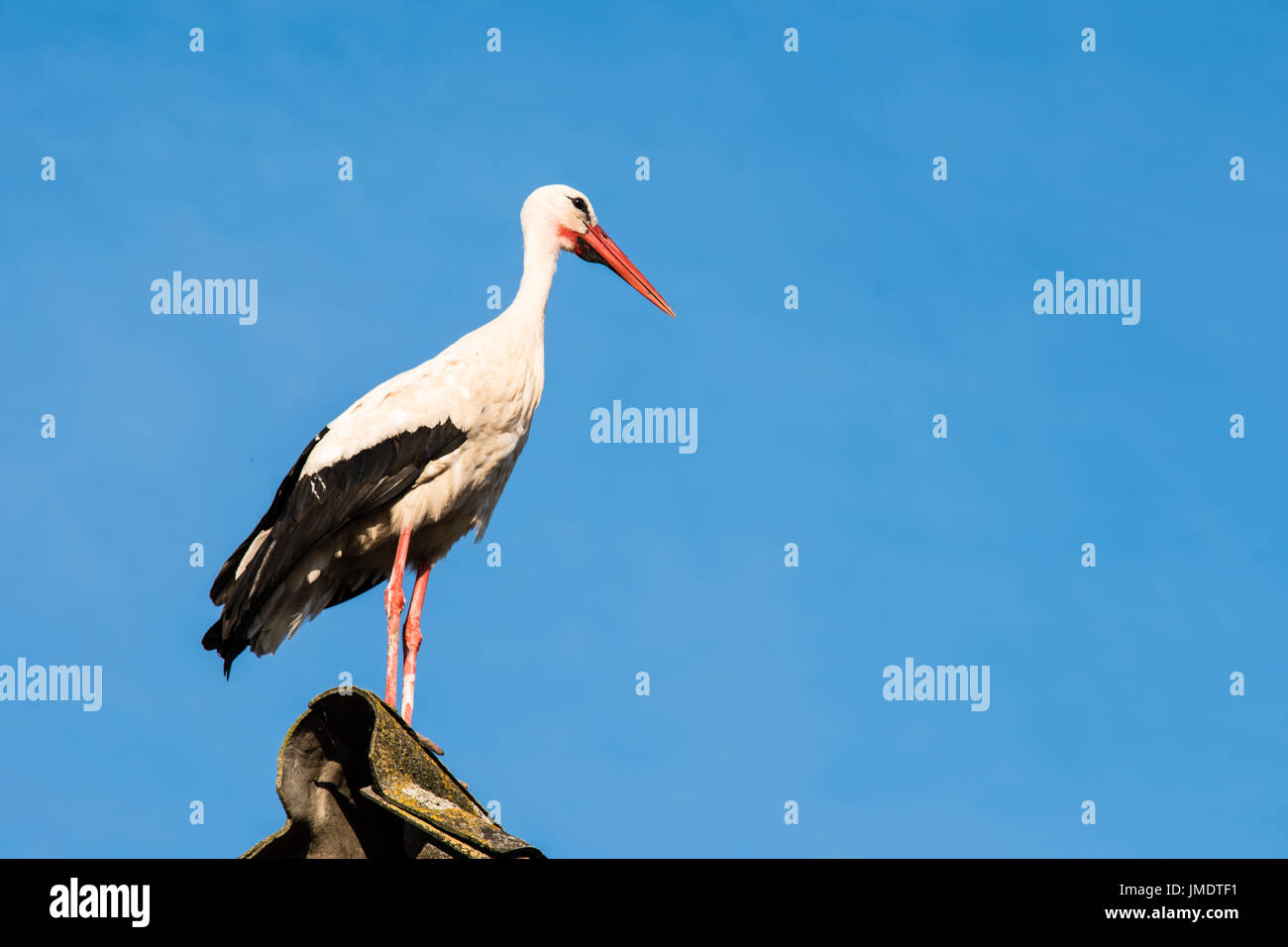 Beautiful stork sitting on the roof of the house and looking around ...