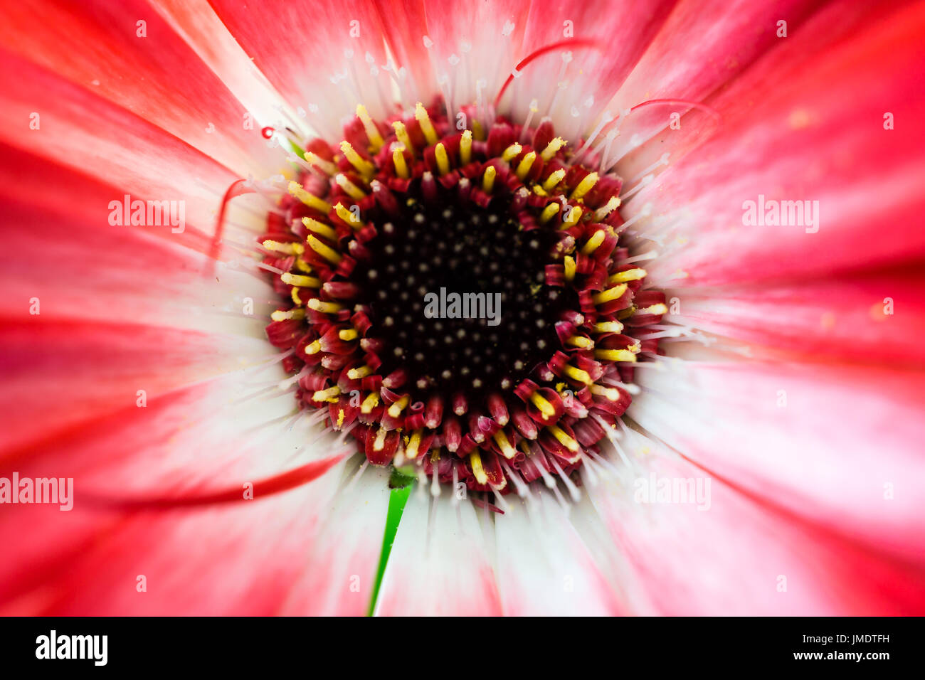 Beautiful detailed flower hi-res stock photography and images - Alamy