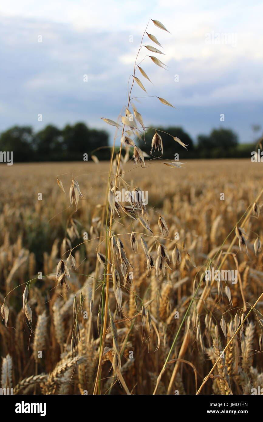 wild oats in wheat Stock Photo - Alamy