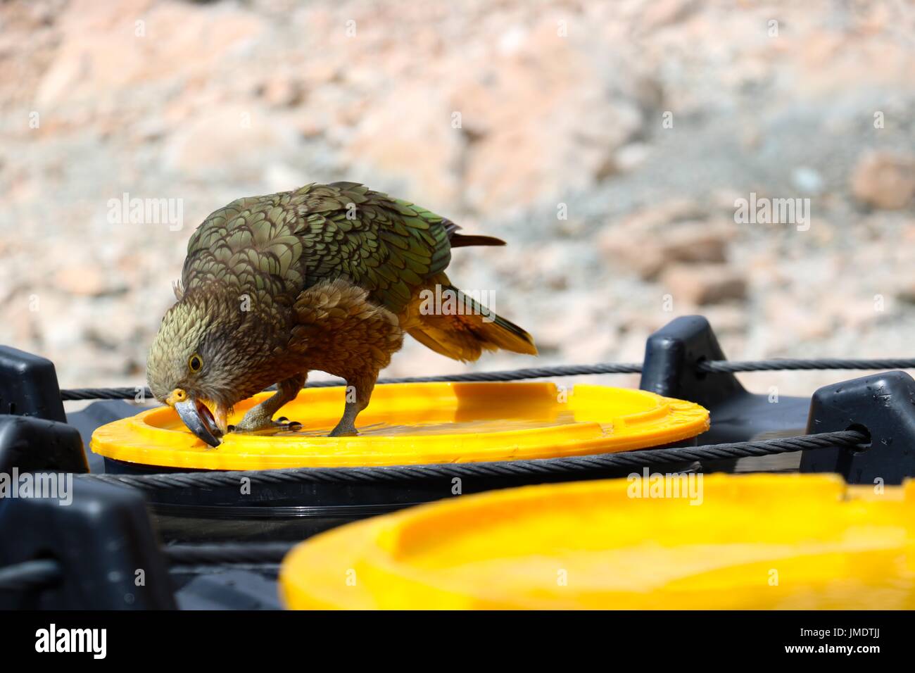 Keas hi-res stock photography and images - Alamy