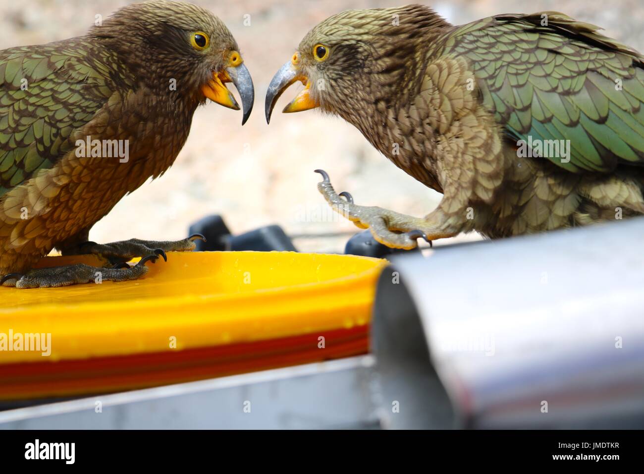 Keas hi-res stock photography and images - Alamy