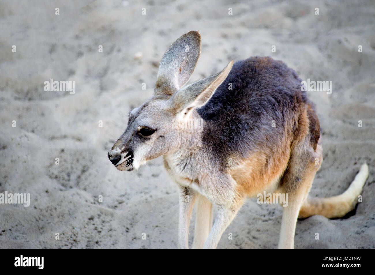 Kangaroo Standing Up
