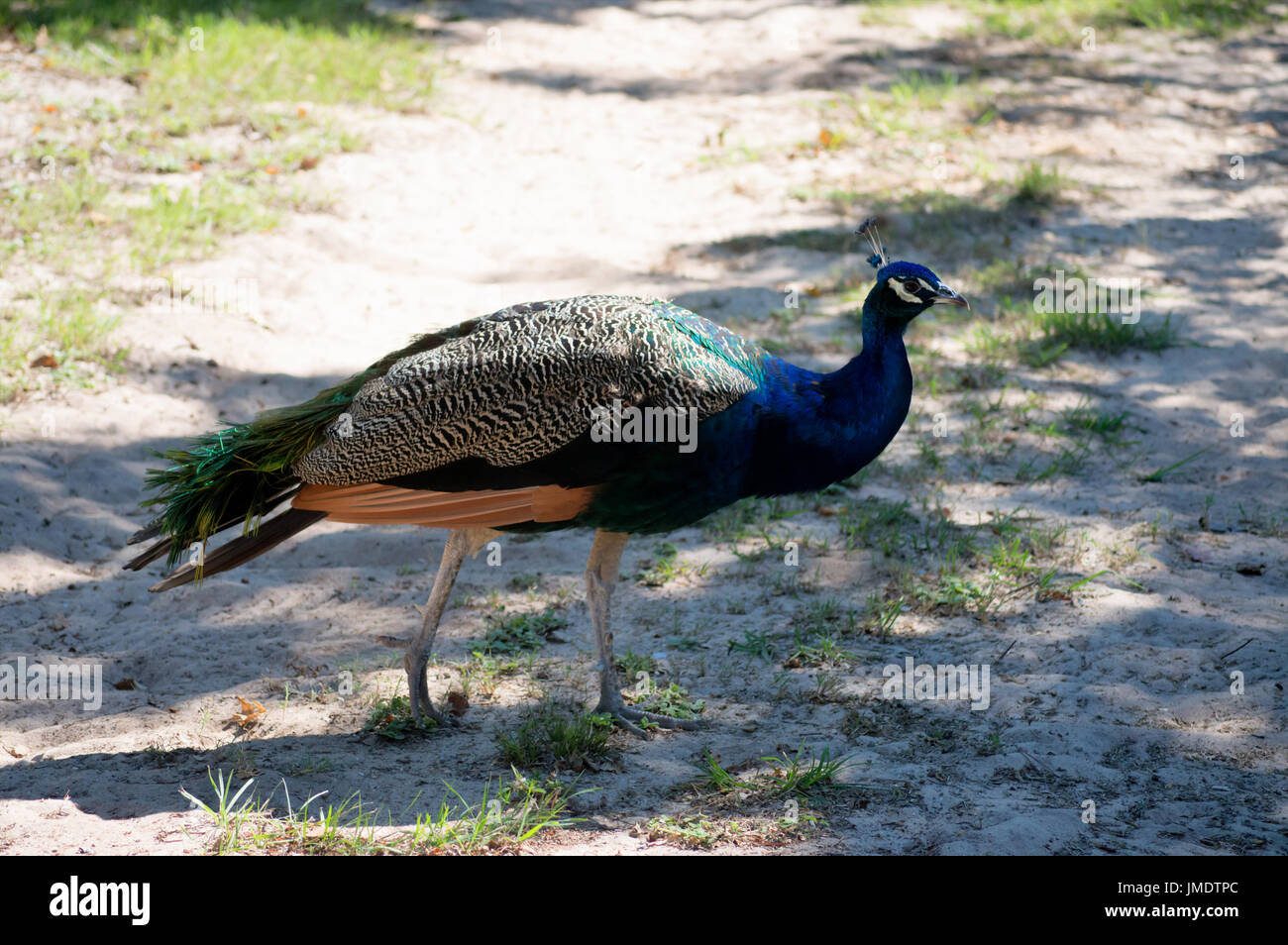 Peacock feet hi-res stock photography and images - Alamy