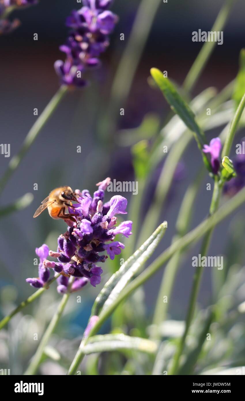 Bee collecting pollen on lavender plant Stock Photo - Alamy