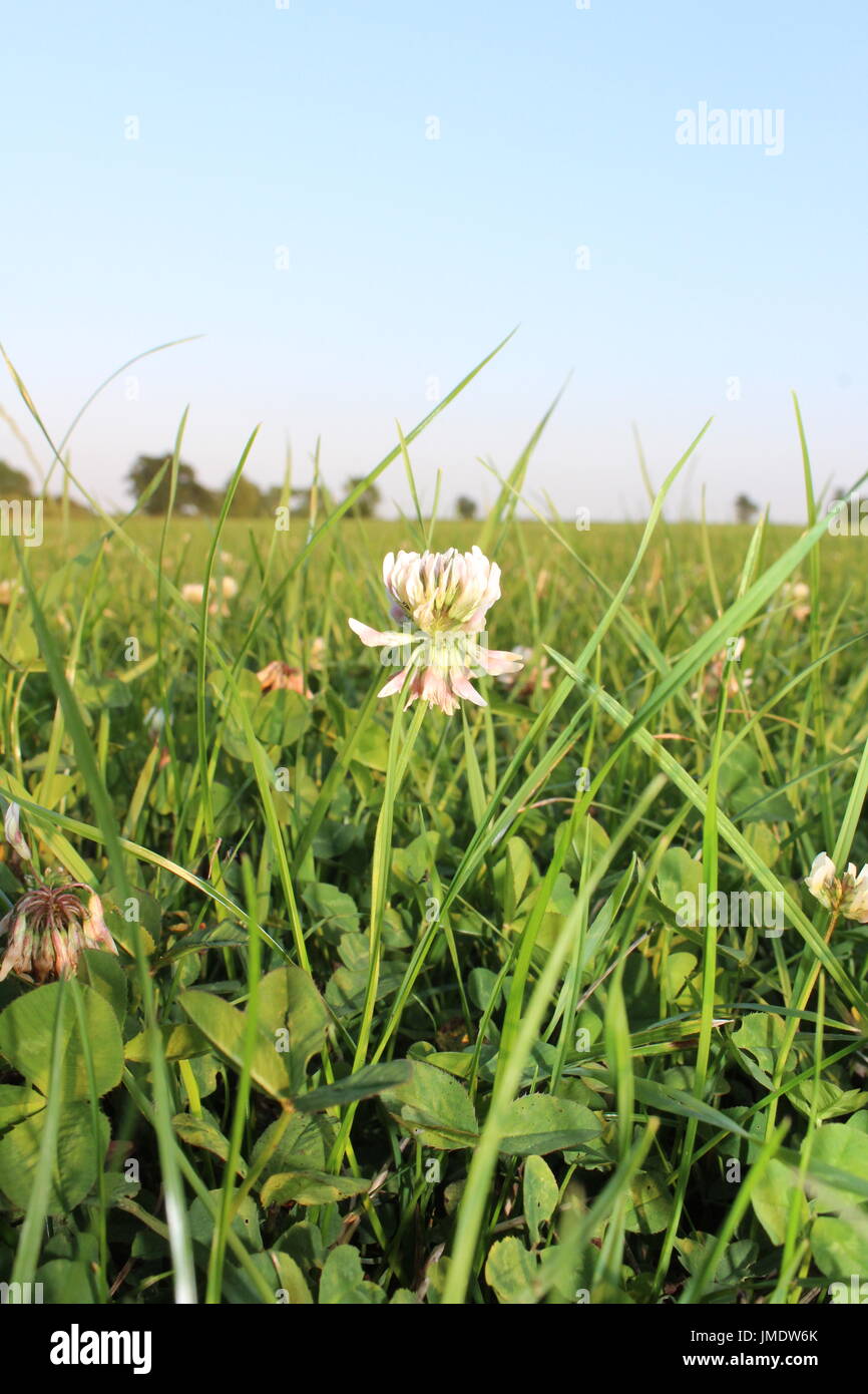 Ley farming hi-res stock photography and images - Alamy