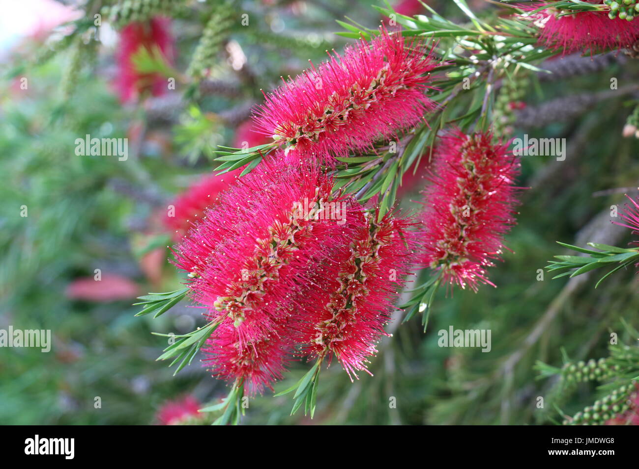 Bottlebrush leaves hi-res stock photography and images - Alamy
