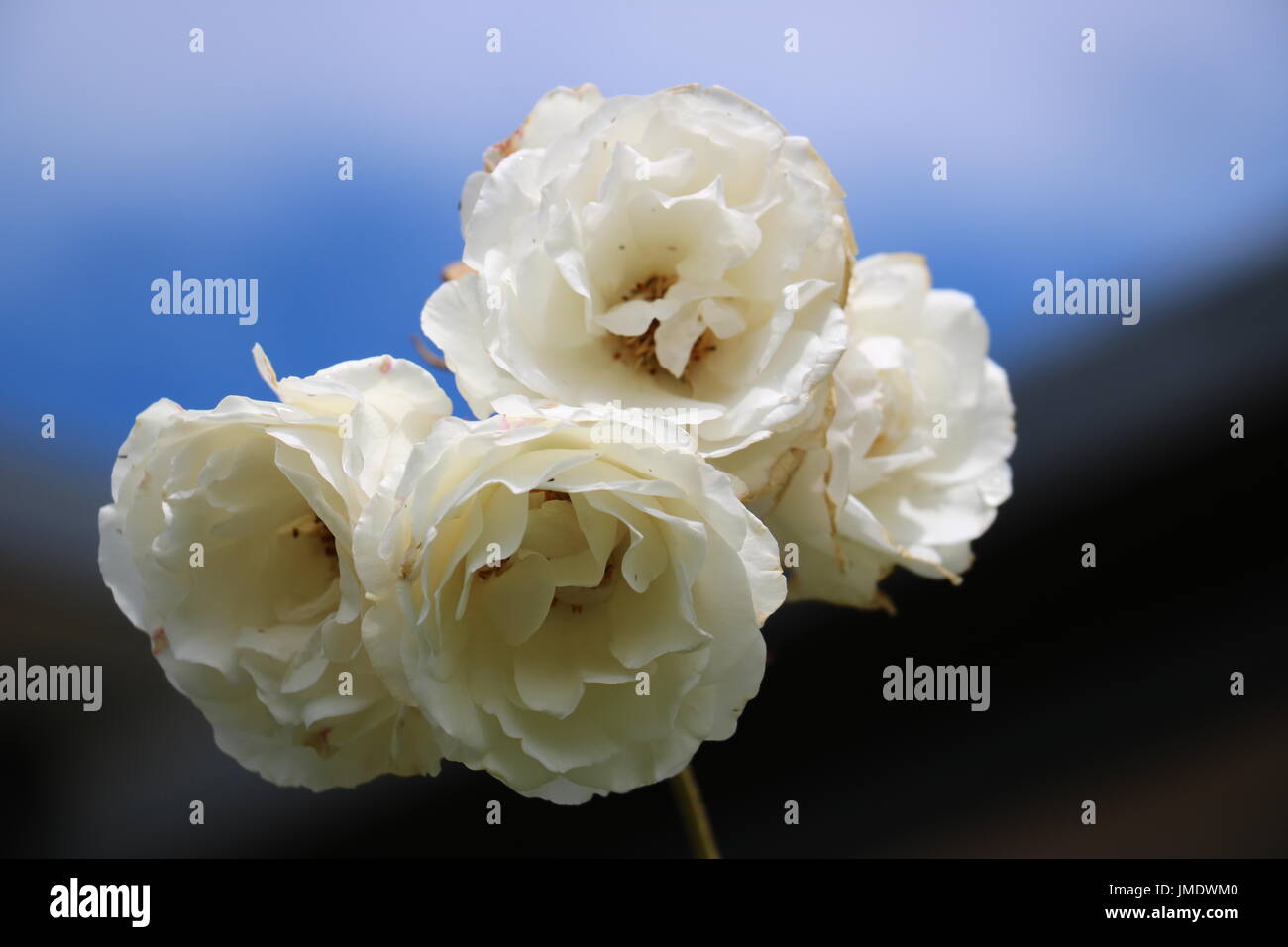 Iceberg rose hi-res stock photography and images - Alamy