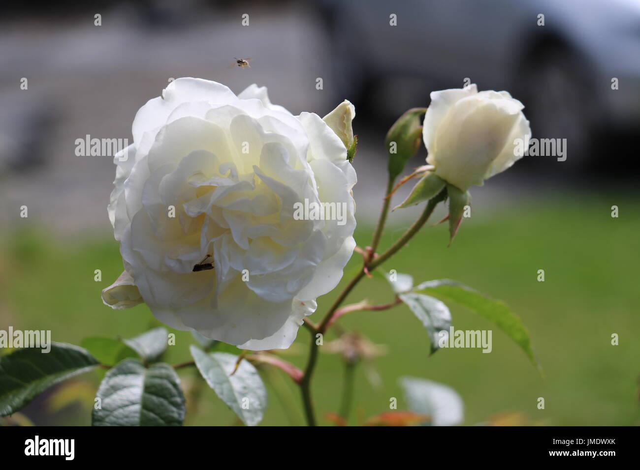 Iceberg roses hi-res stock photography and images - Alamy