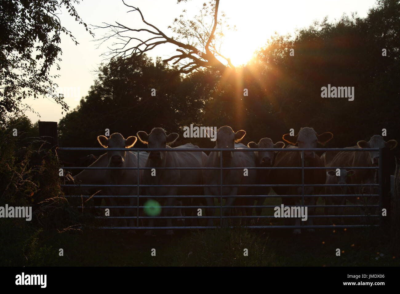 cows looking over gate Stock Photo - Alamy