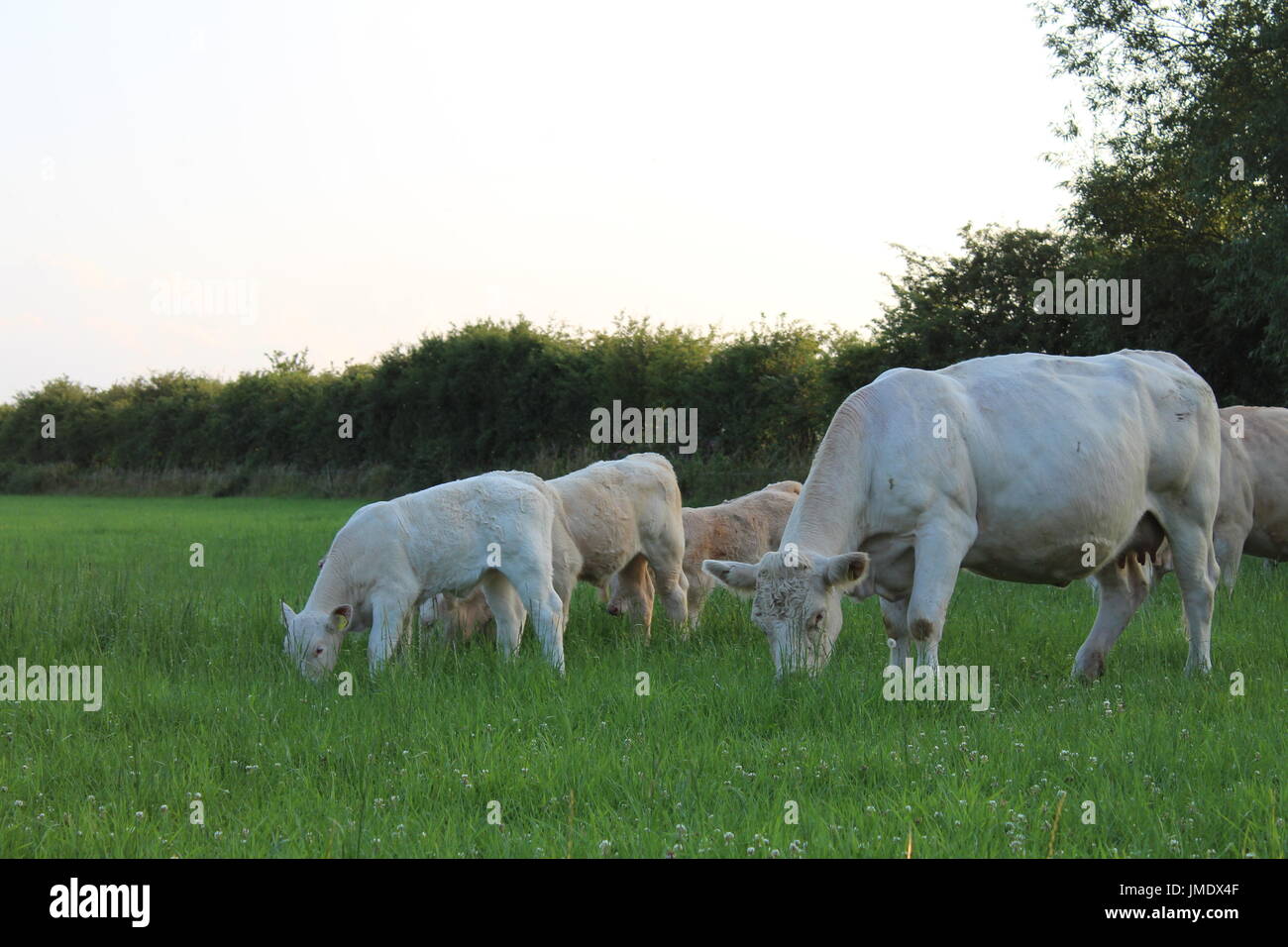 Cows and calves on clover ley hi-res stock photography and images - Alamy