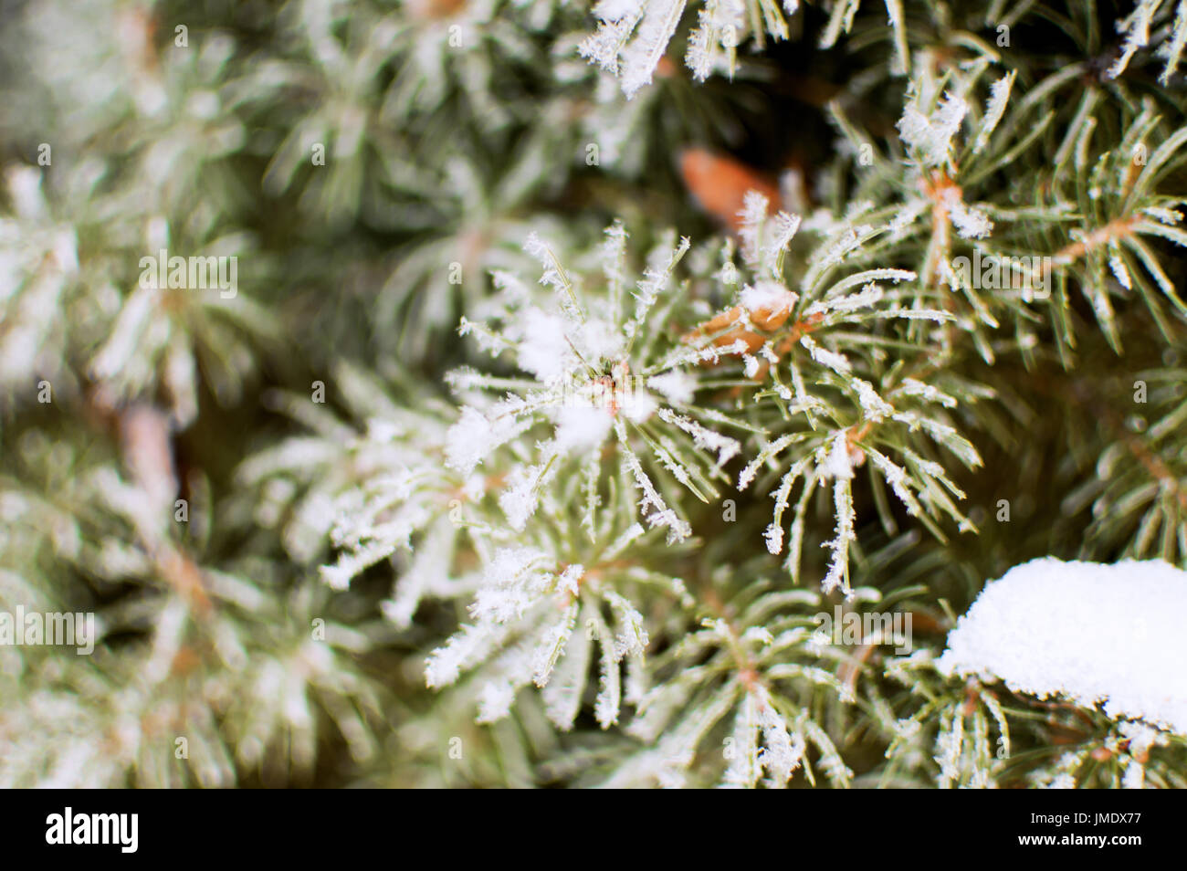 Pine tree needles coated in frost and snow Stock Photo - Alamy