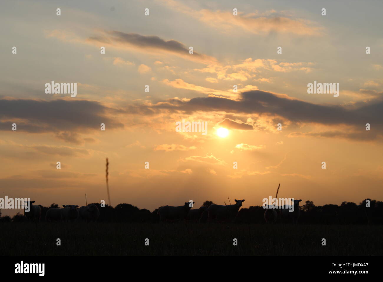 sheep at sunset Stock Photo - Alamy